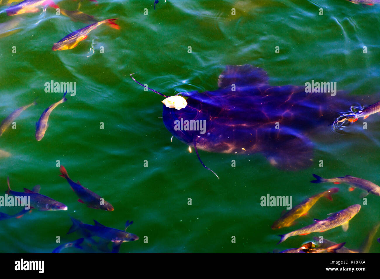 Fish catfish and ide live in ponds to cool the Chernobyl nuclear power ...