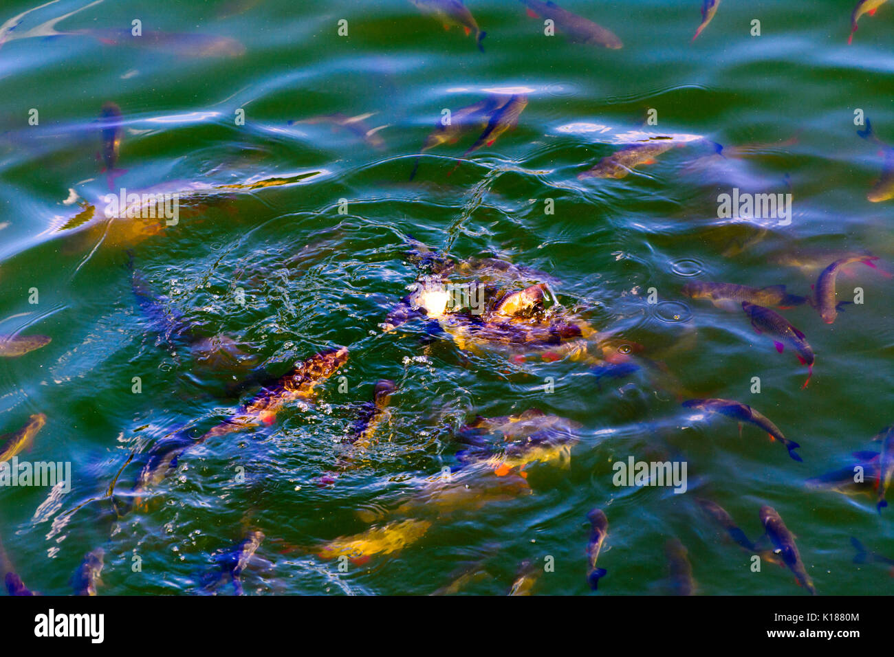 Fish catfish and ide live in ponds to cool the Chernobyl nuclear power ...