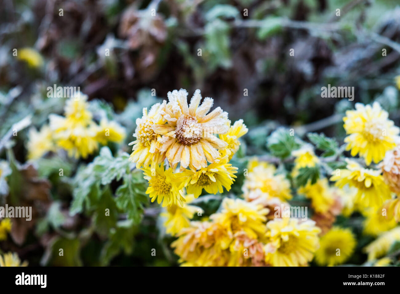 Frost covered pot marigold (Calendula officinalis Stock Photo - Alamy