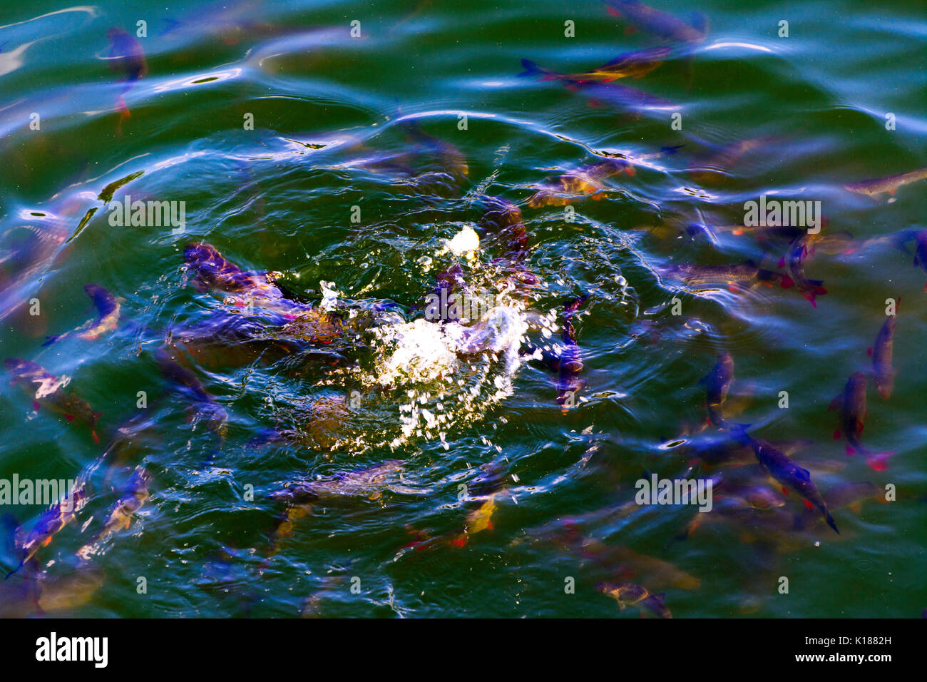 Fish catfish and ide live in ponds to cool the Chernobyl nuclear power ...