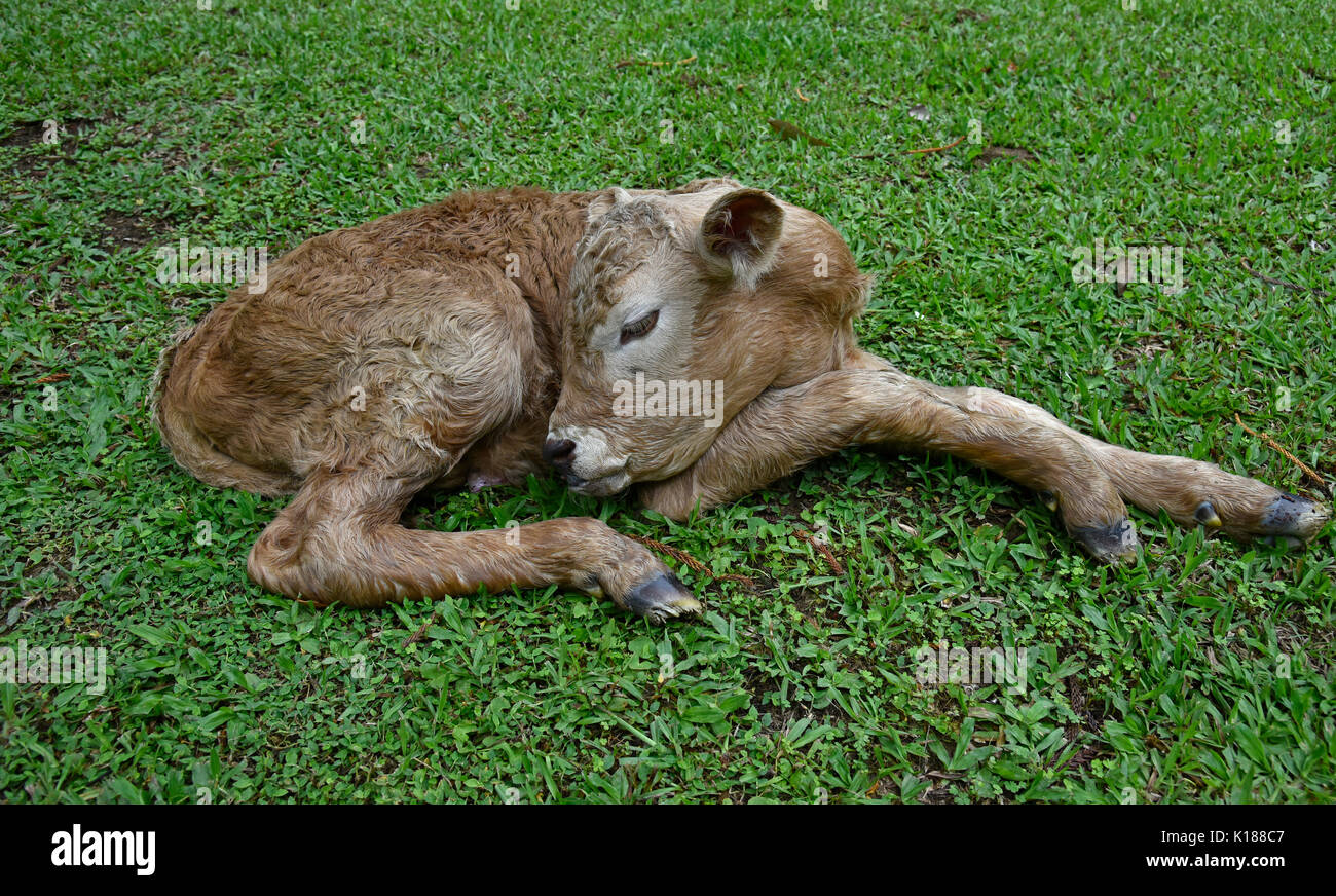Calf being born hi-res stock photography and images - Alamy