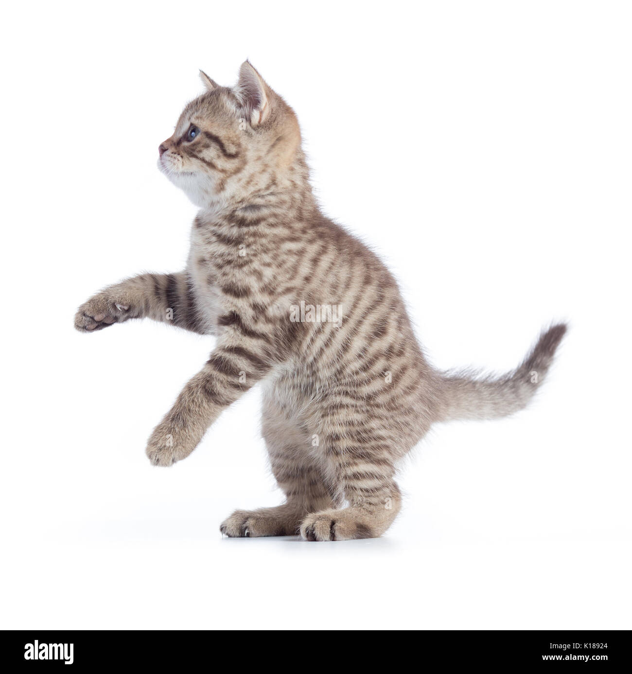 Standing kitten cat side view isolated on white Stock Photo - Alamy