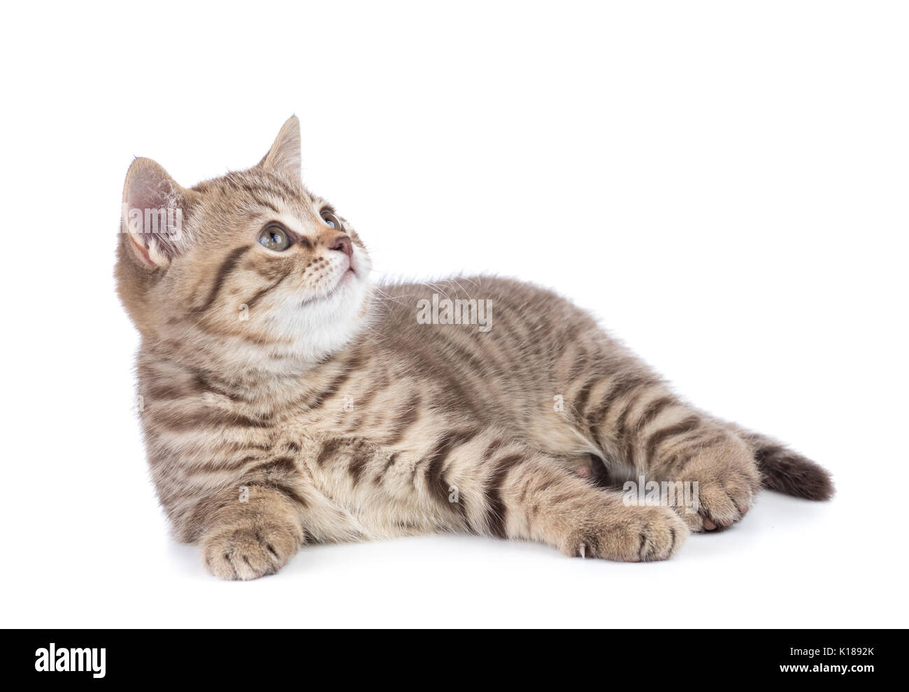 Lying kitten cat side view isolated on white Stock Photo - Alamy