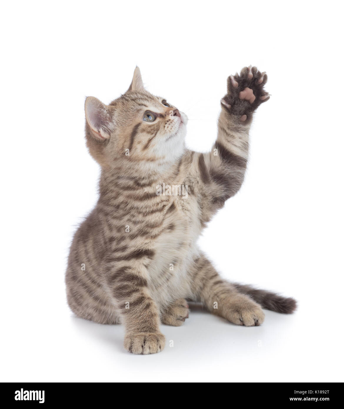 Funny kitten cat trying to catch something by paw and looking up ...