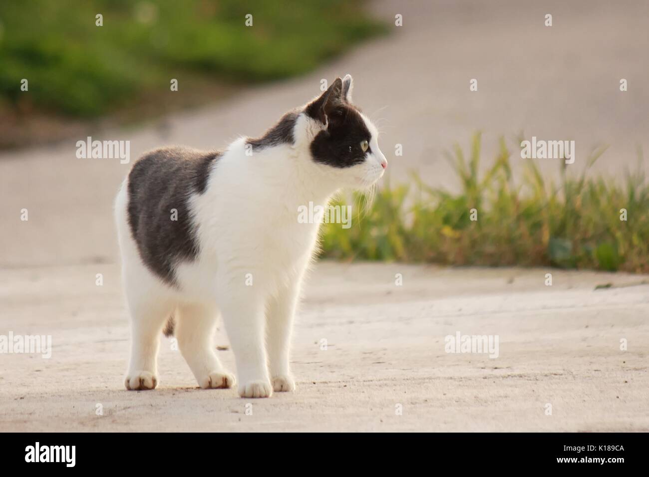 Domestic cat walk on street Stock Photo - Alamy