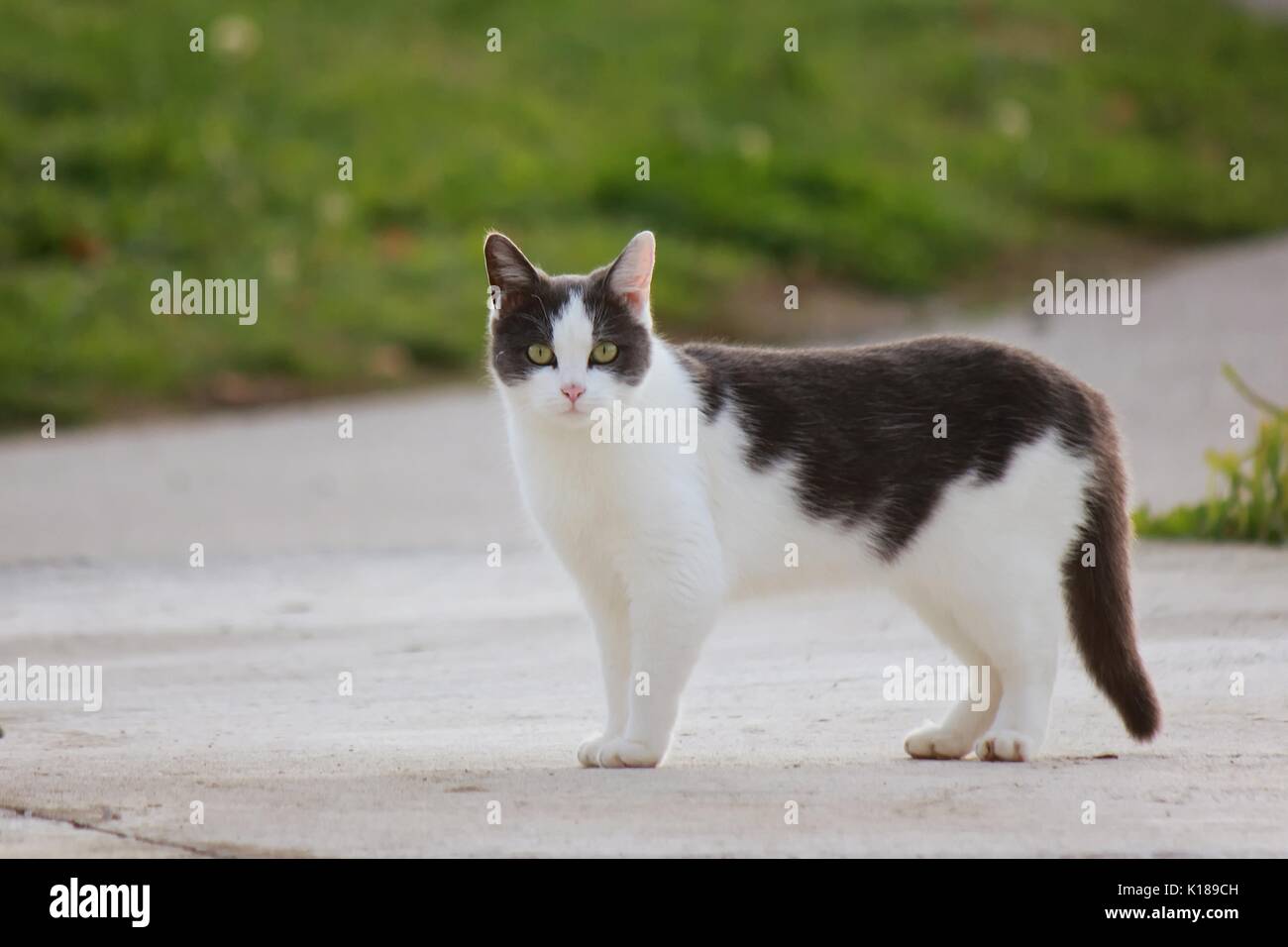 Domestic cat walk on street Stock Photo - Alamy