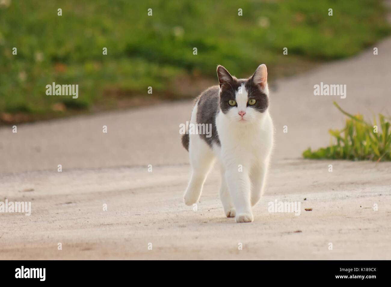 Domestic cat walk on street Stock Photo - Alamy