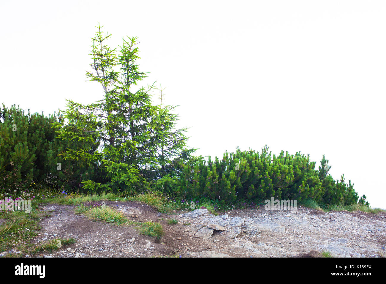 fresh green trees and juniper isolated on white background Stock Photo ...