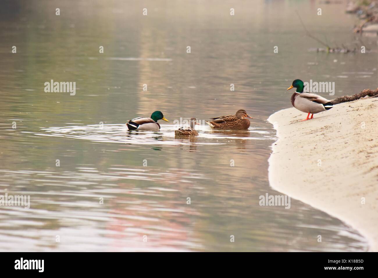 Ducks on river Danube Stock Photo - Alamy
