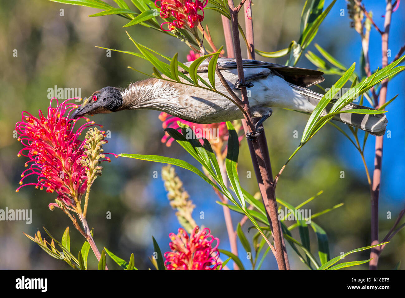 Friar bird hi-res stock photography and images - Alamy