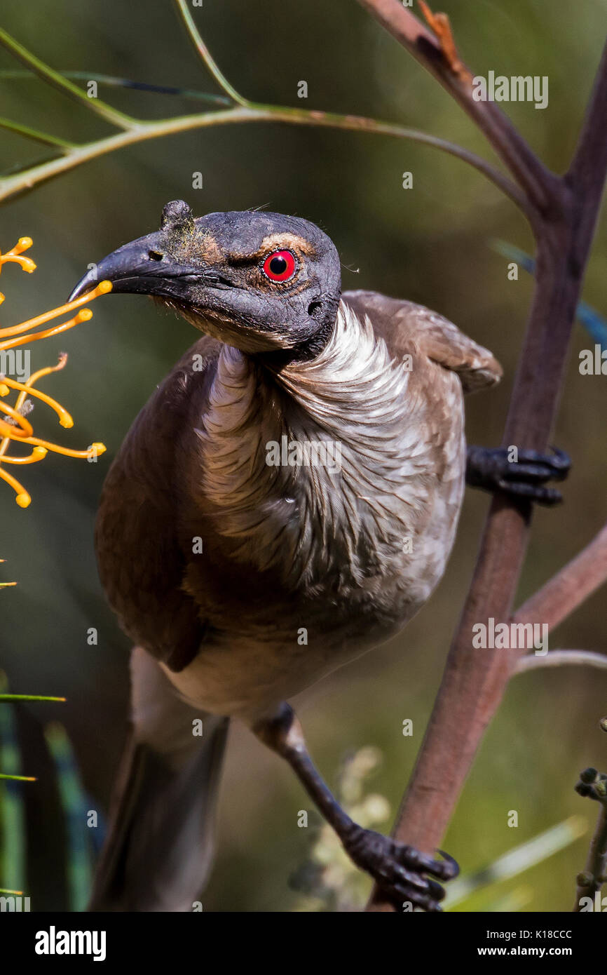 Australian friar bird hi-res stock photography and images - Alamy
