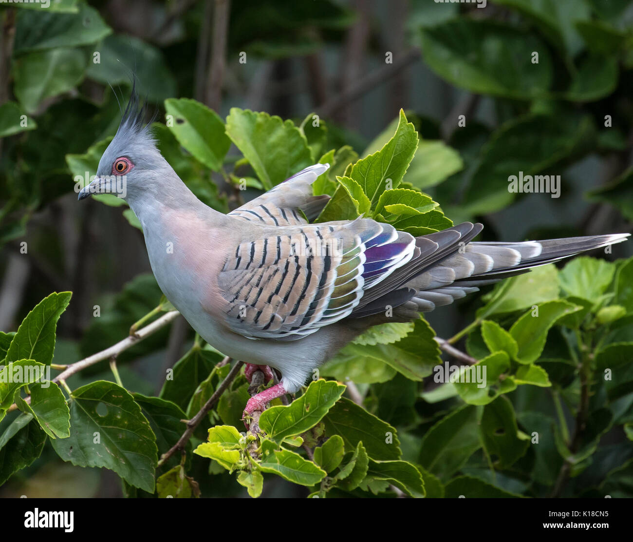 Australian crested pigeon hi-res stock photography and images - Alamy