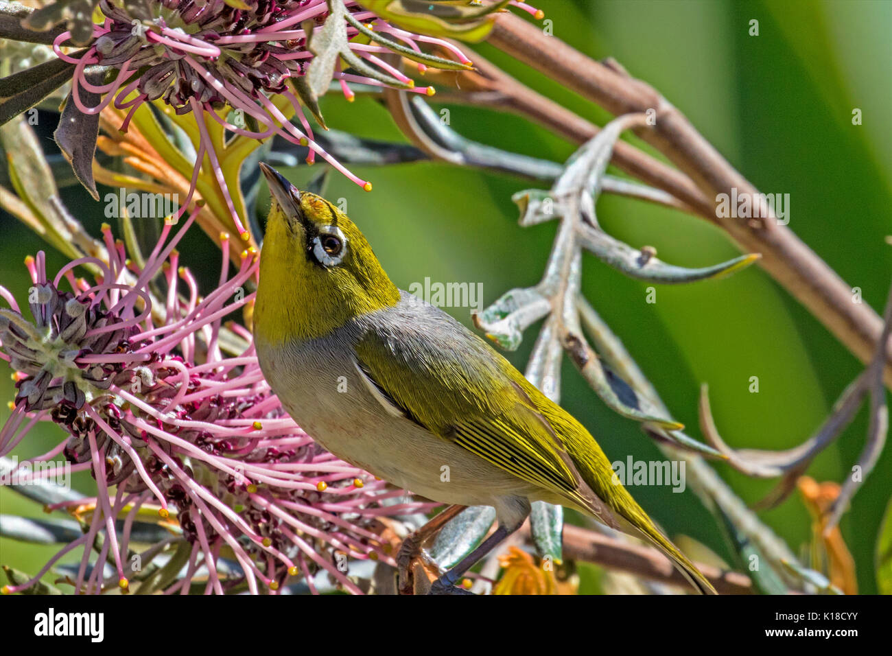 Silvereye birds hi-res stock photography and images - Alamy