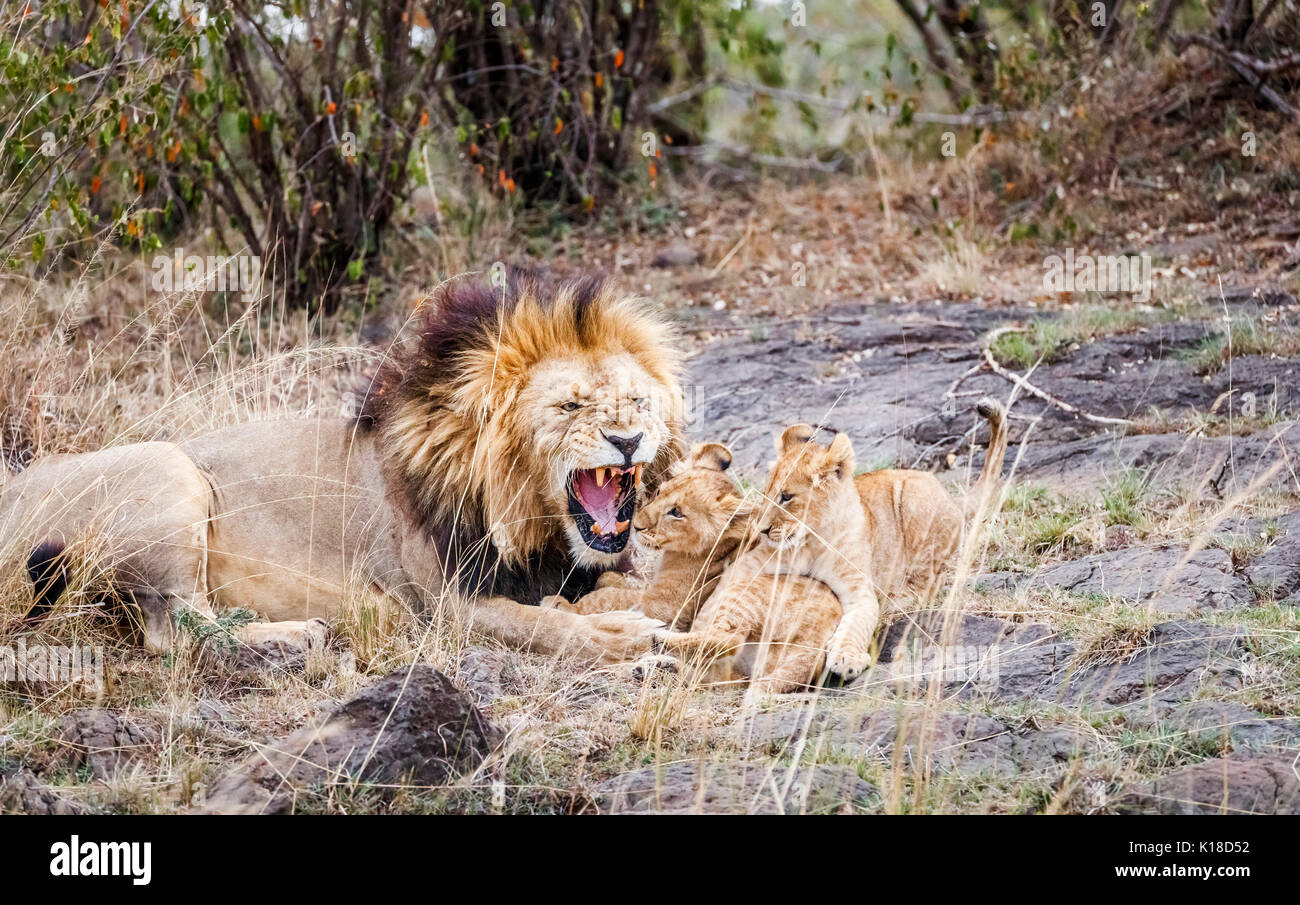Male Mara lion (Panthera leo) playfully growls as he plays and ...