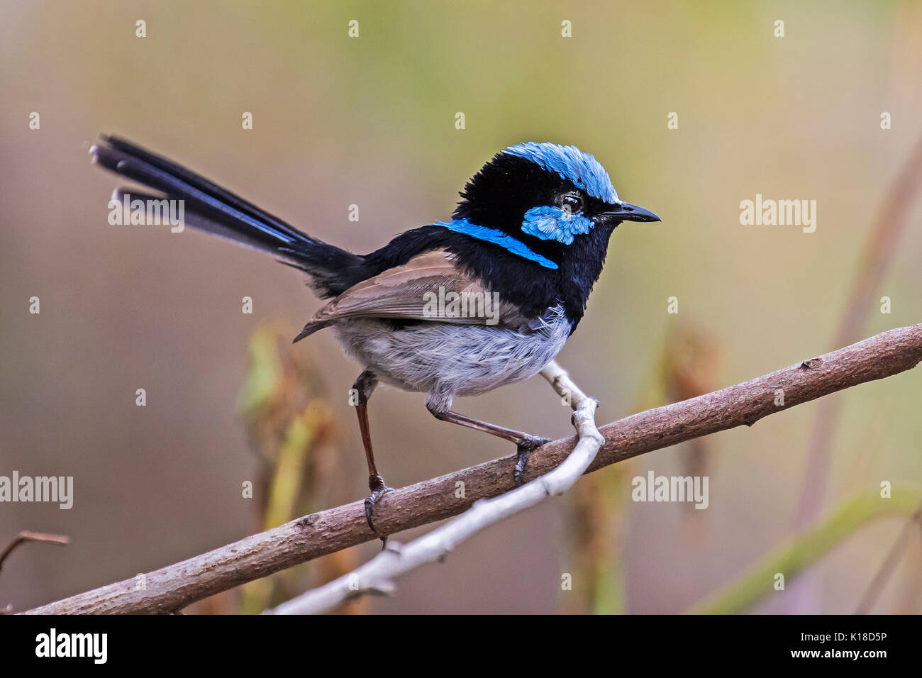 Wren flying hi-res stock photography and images - Alamy
