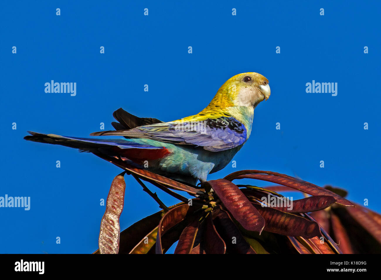 Rosella birds hi-res stock photography and images - Alamy