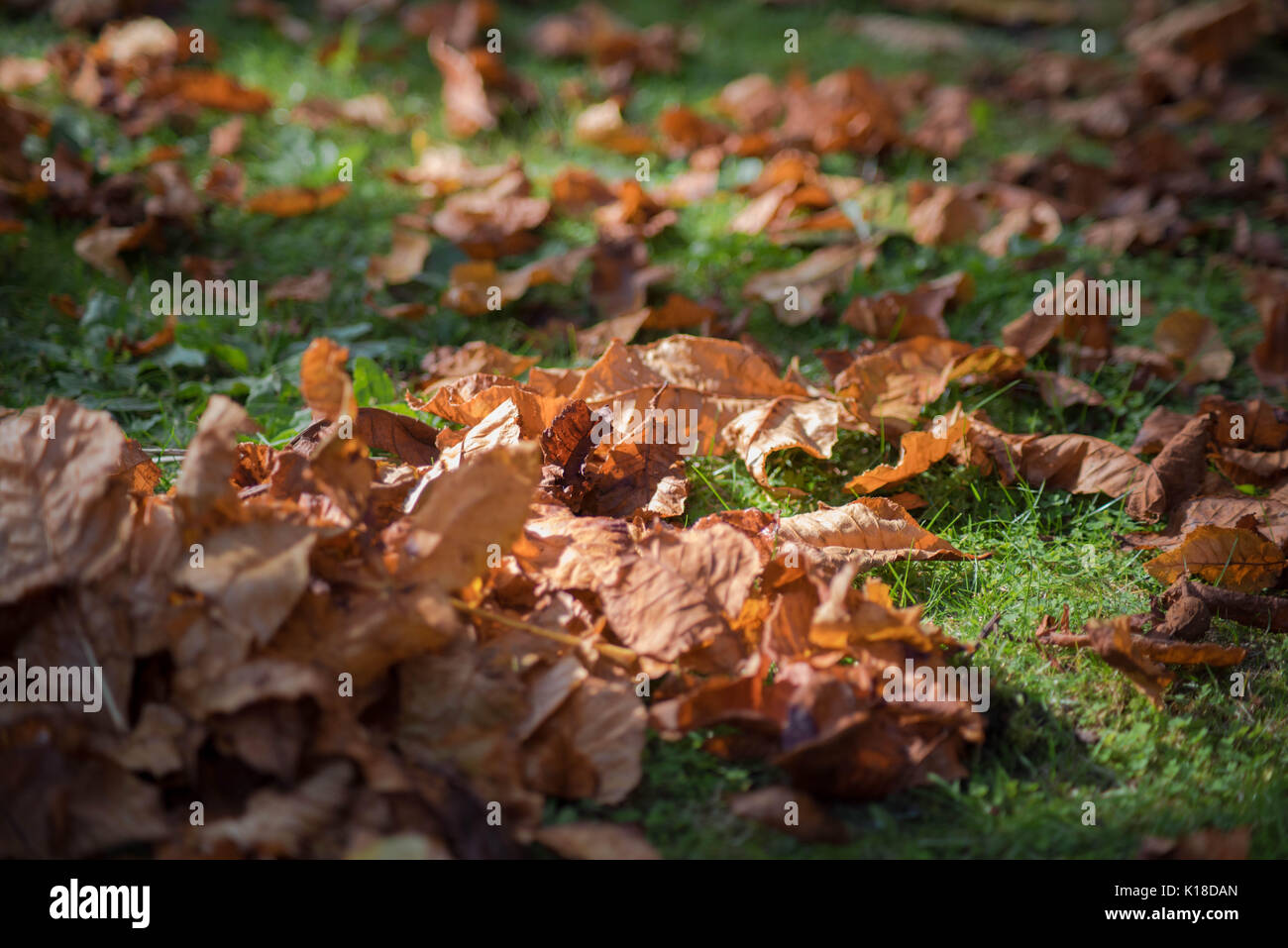 Autumn leans on Lawn Stock Photo - Alamy