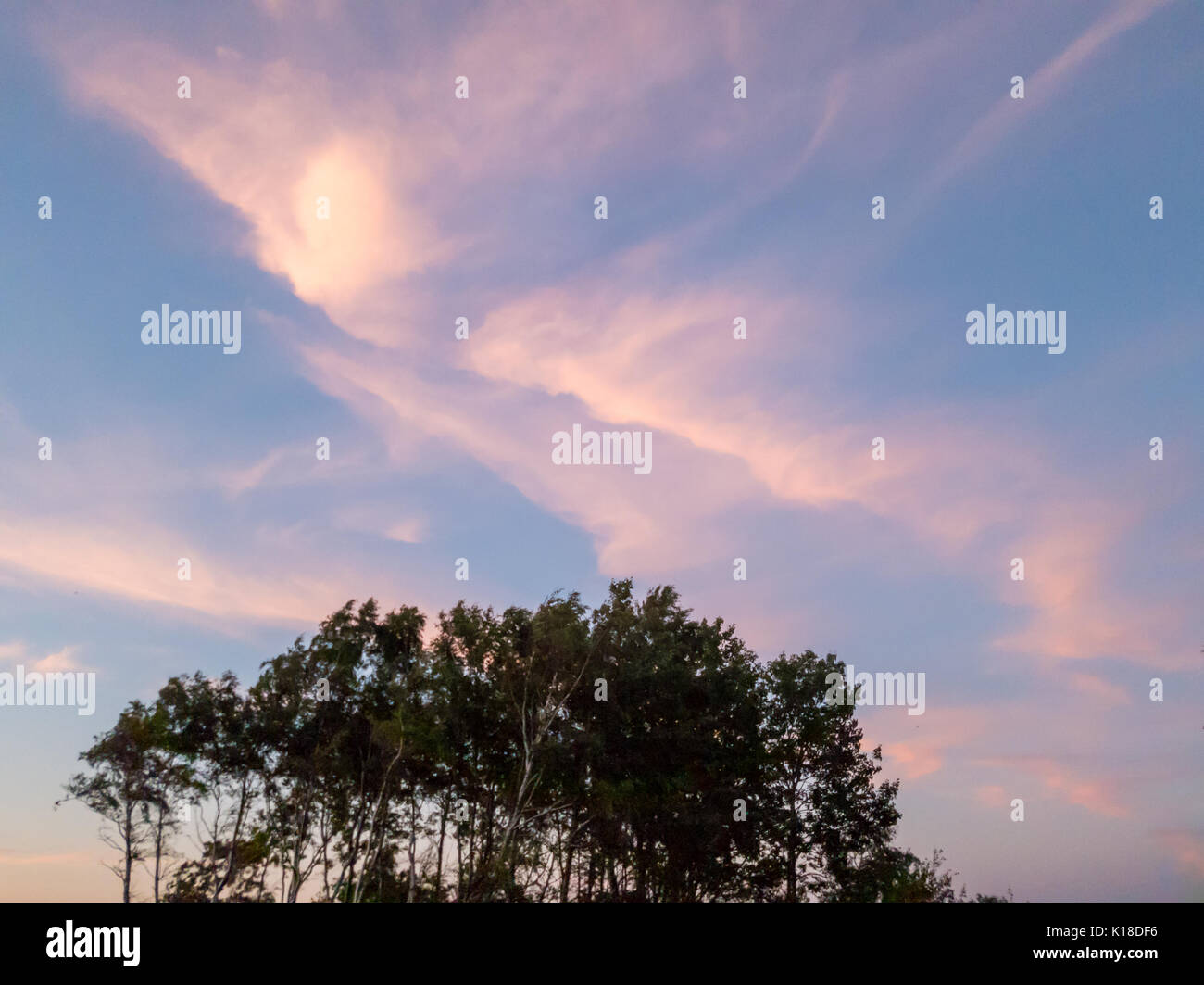 Beautiful pink clouds above trees Stock Photo - Alamy