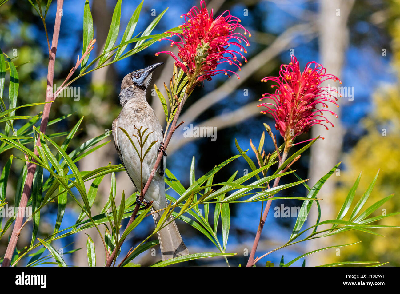 Australian little friarbird hi-res stock photography and images - Alamy