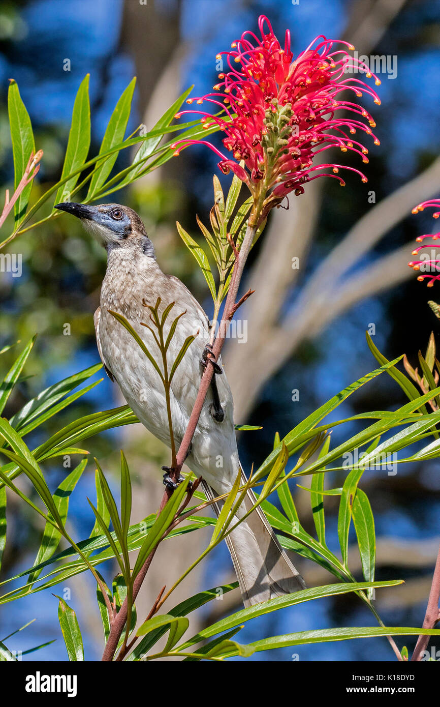 Australian little friarbird hi-res stock photography and images - Alamy