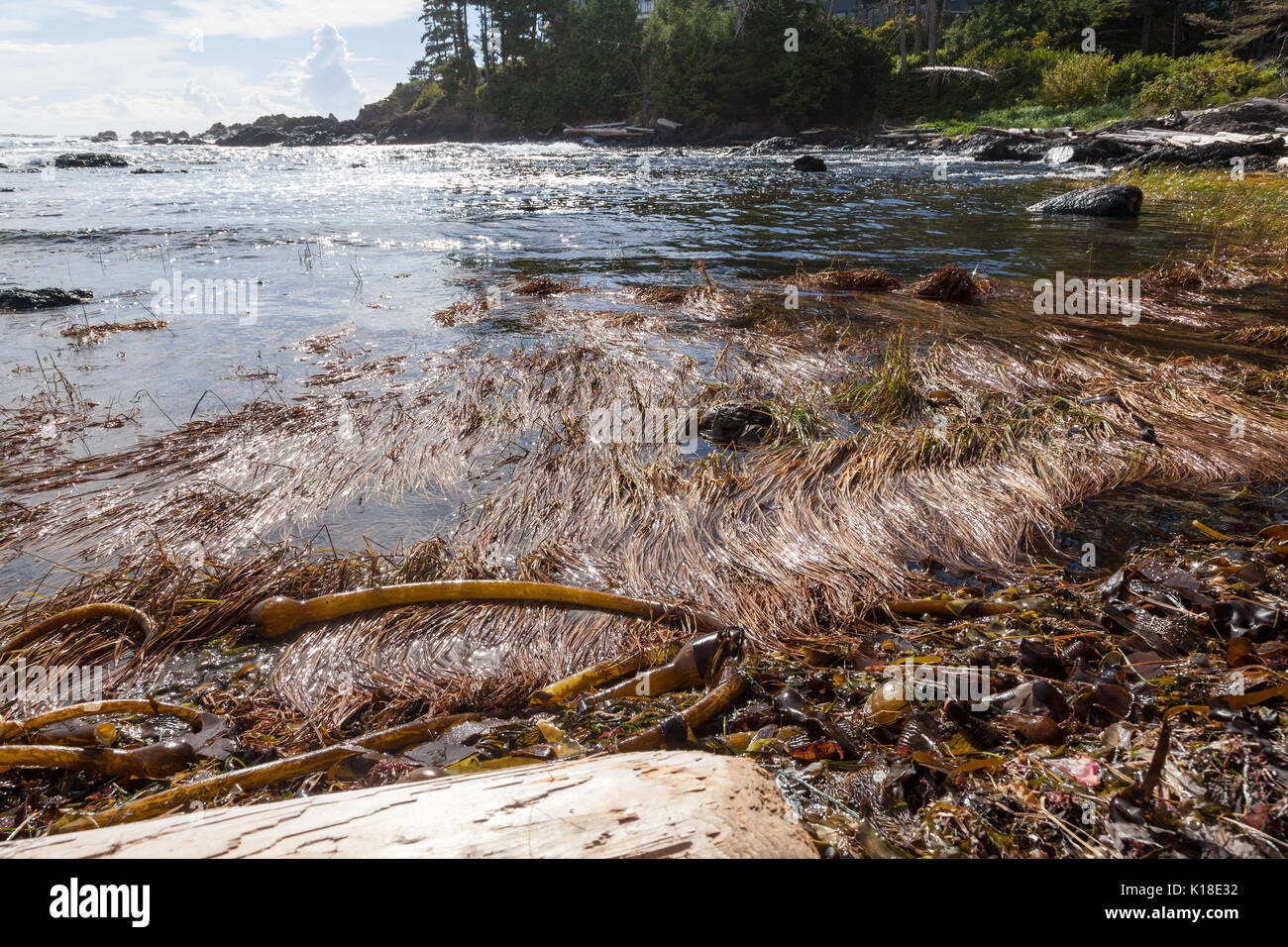 Bullwhip kelp hi-res stock photography and images - Alamy