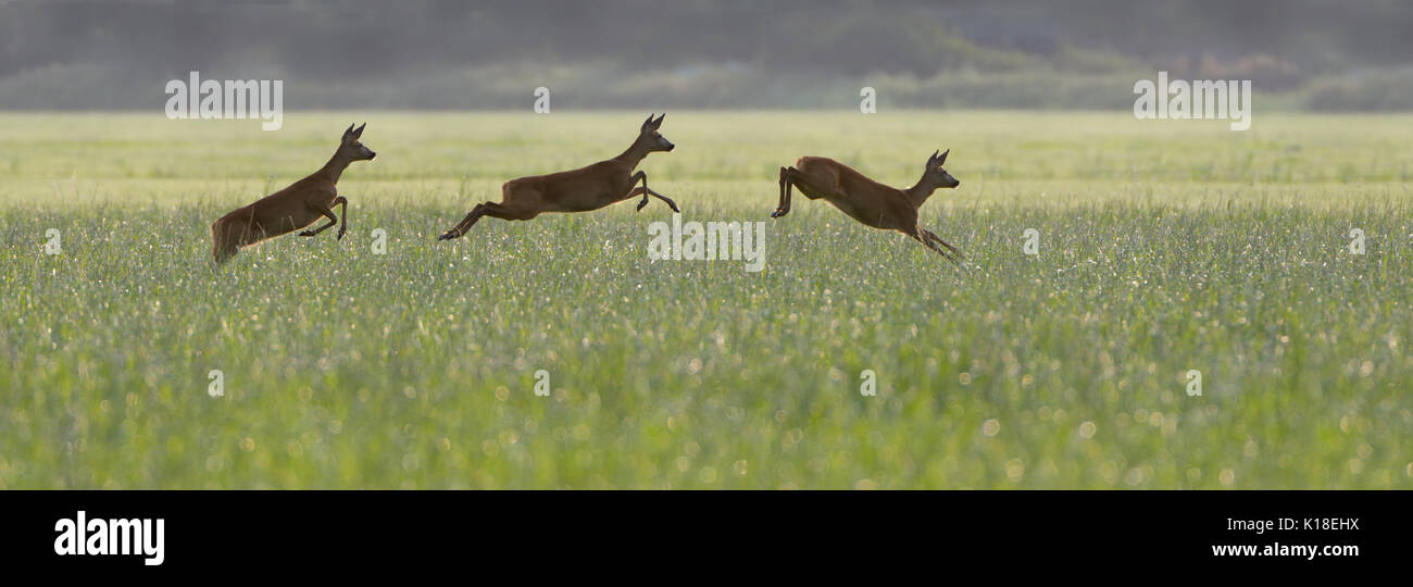 Buck jumping over hi-res stock photography and images - Alamy
