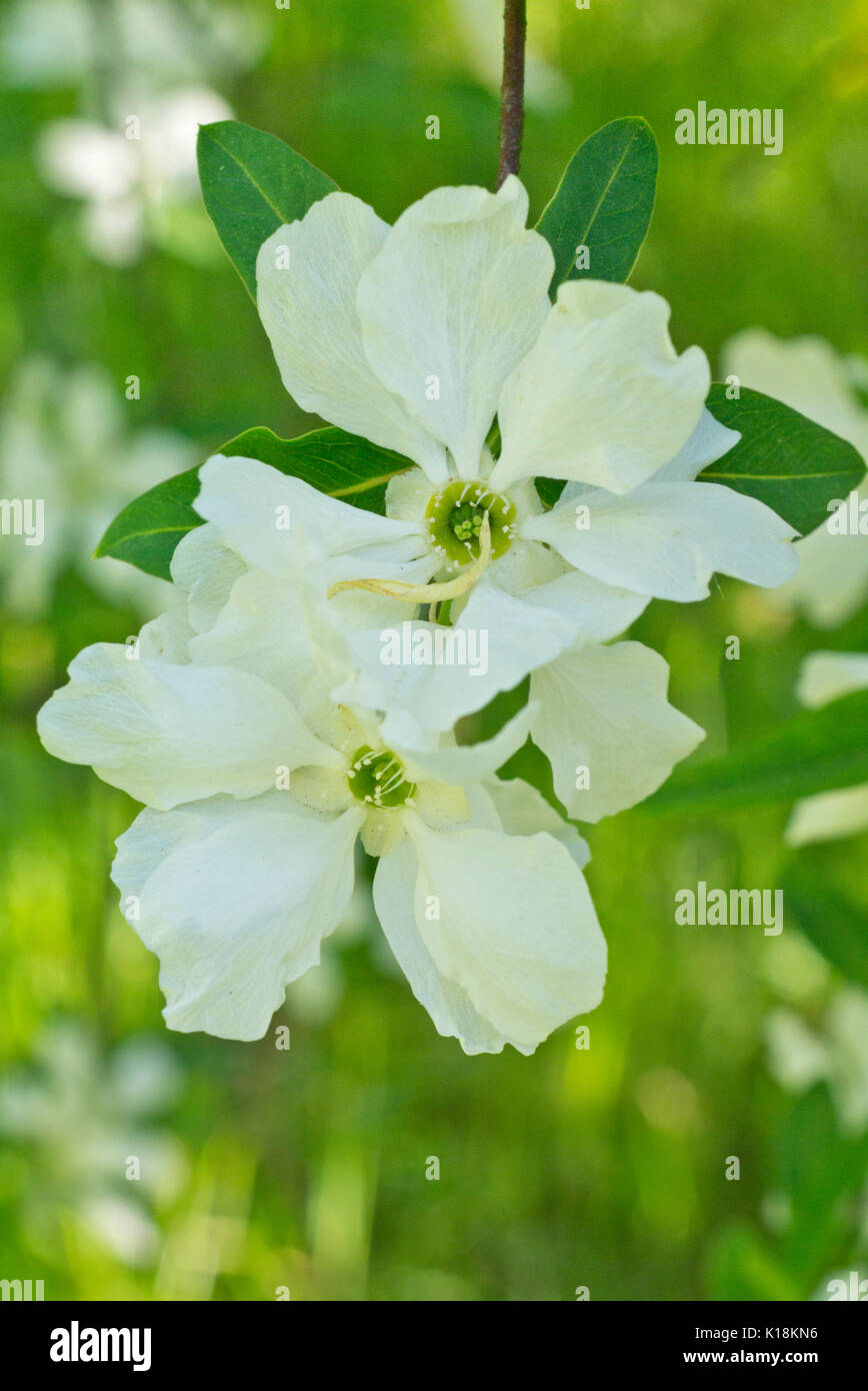 Common pearl bush (Exochorda racemosa Stock Photo - Alamy