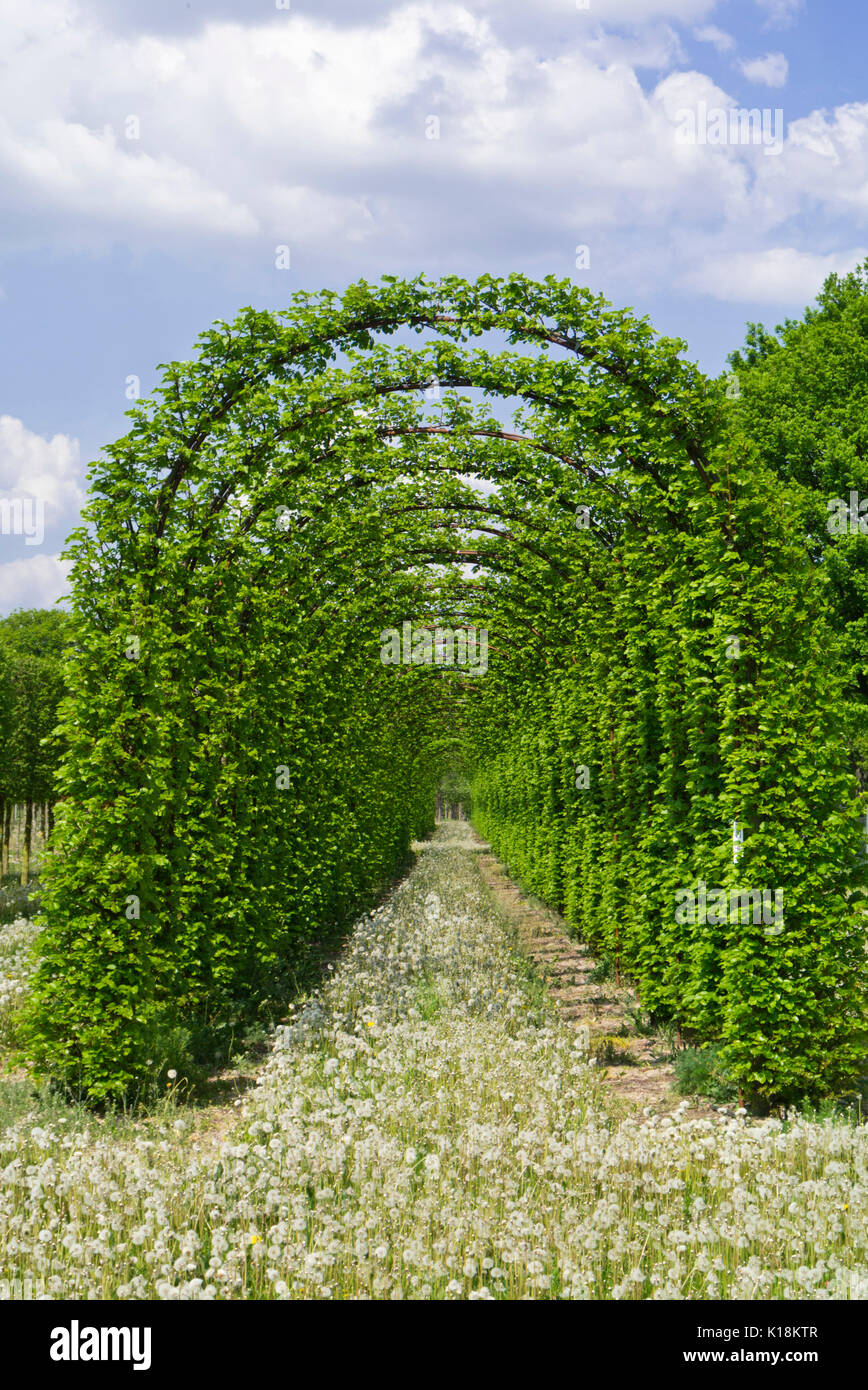 Arch of tree hi-res stock photography and images - Alamy