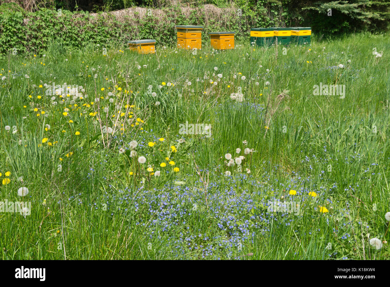 Meadow with beehives Stock Photo - Alamy