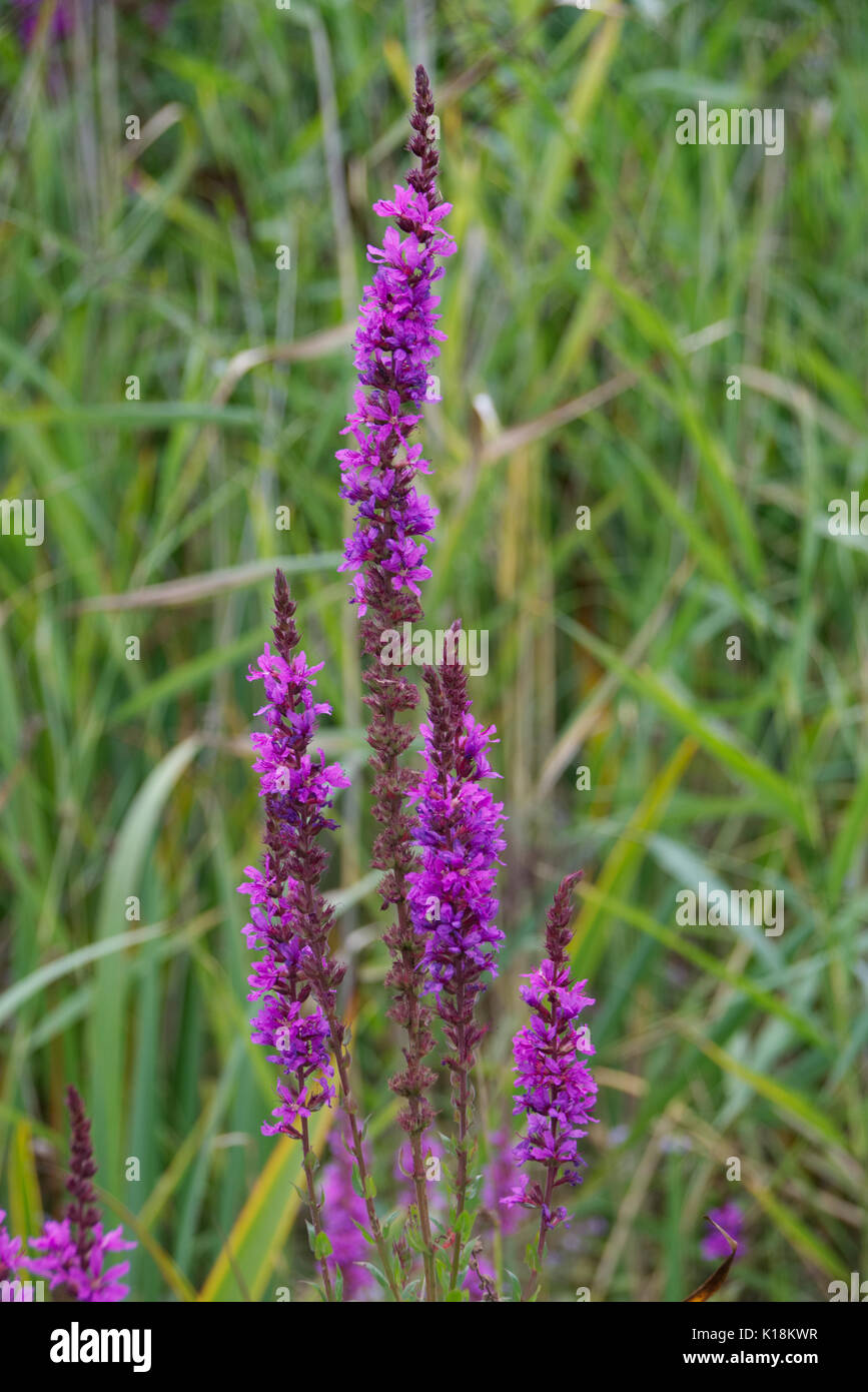 Purple marsh land flower with water reeds in the background blooming in ...