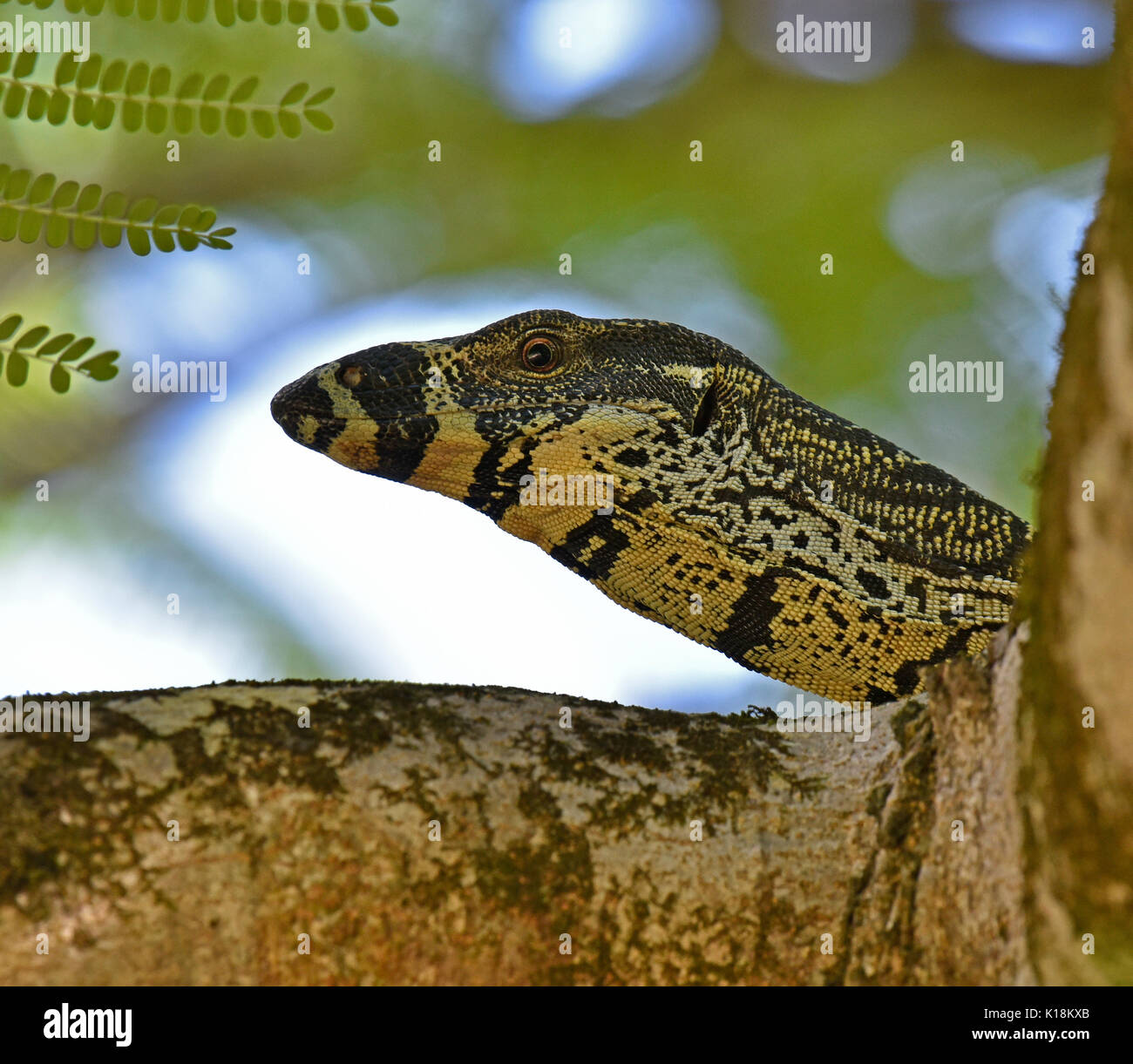 A goanna is any of several Australian monitor lizards of the genus ...