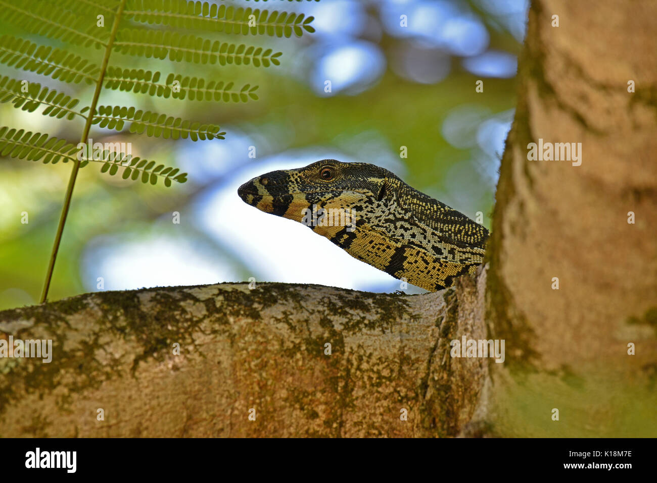 A goanna is any of several Australian monitor lizards of the genus ...