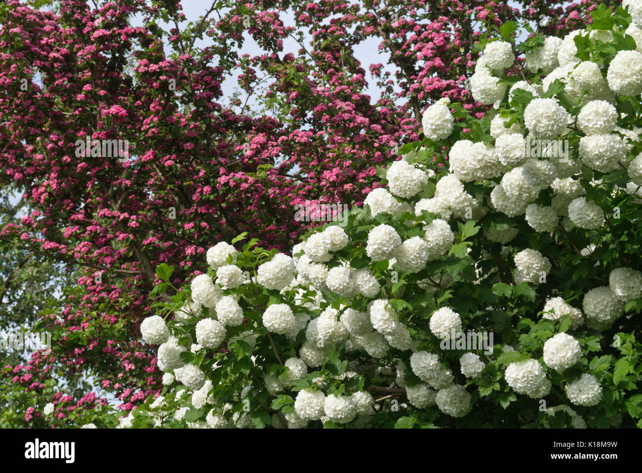Guelder rose (Viburnum opulus 'Roseum') and red hawthorn (Crataegus ...