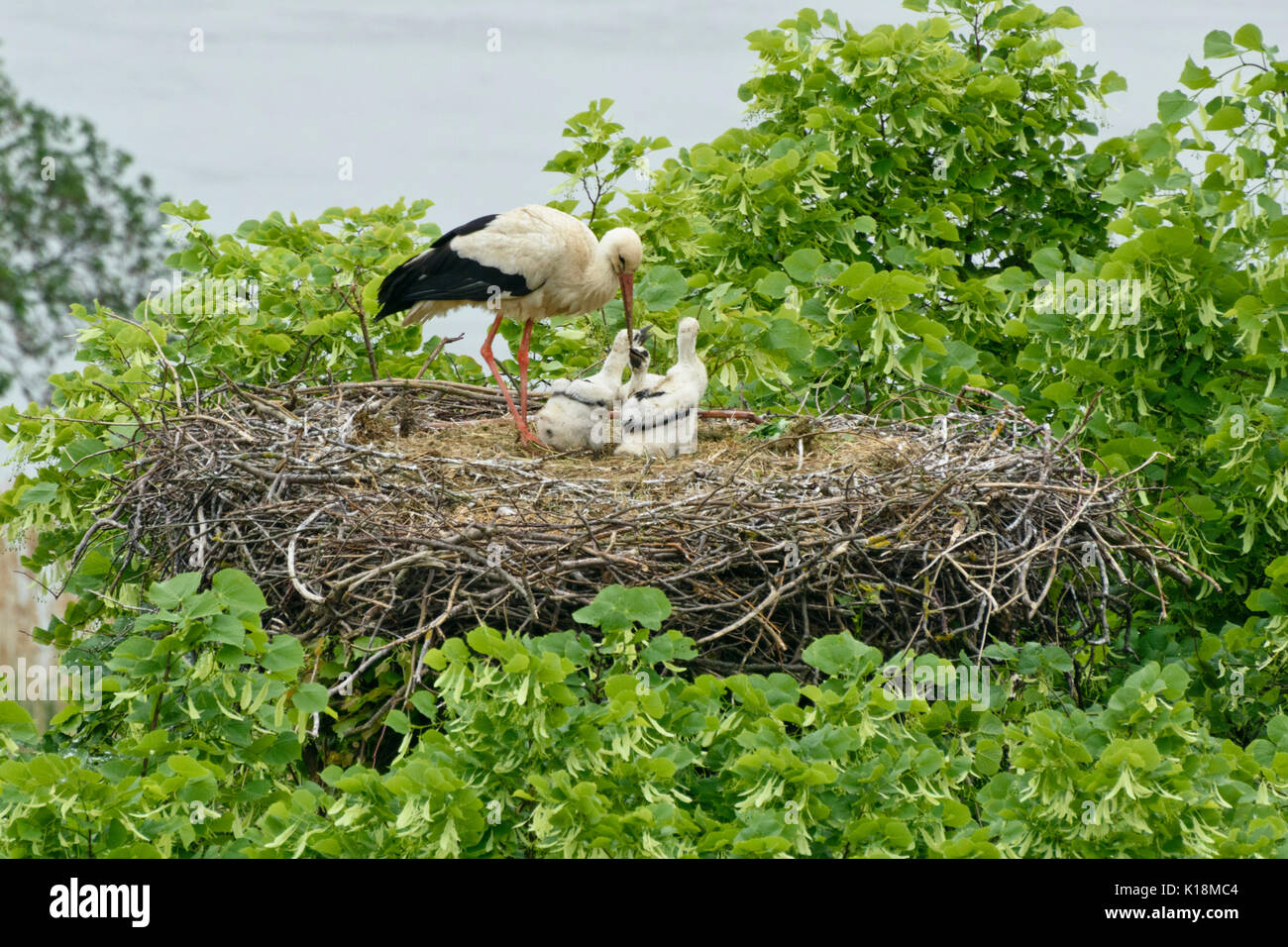 Horizontal bird birds hi-res stock photography and images - Alamy