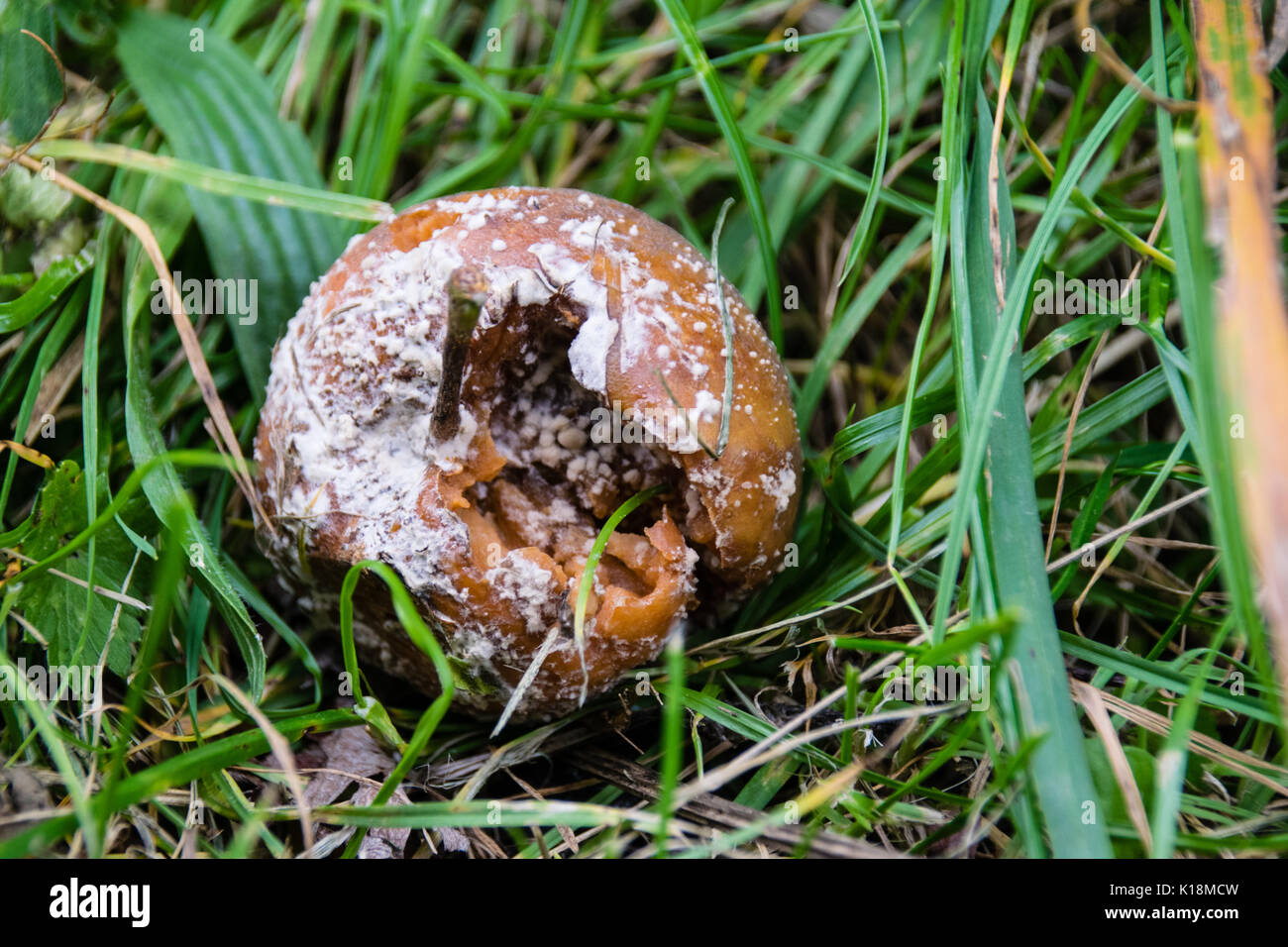 Apple rotting fungi hi-res stock photography and images - Alamy