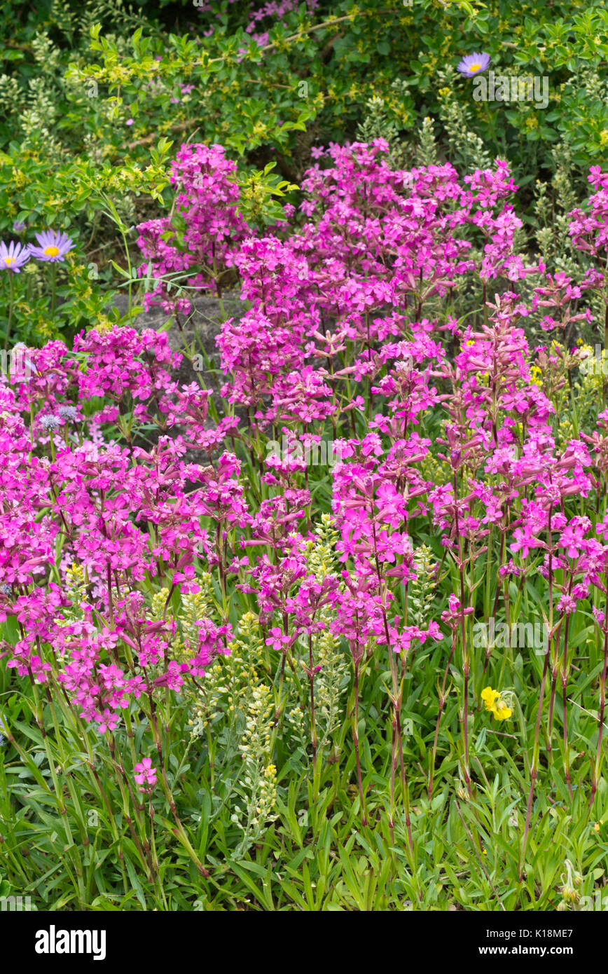Sticky catchfly (Lychnis viscaria syn. Silene viscaria Stock Photo - Alamy
