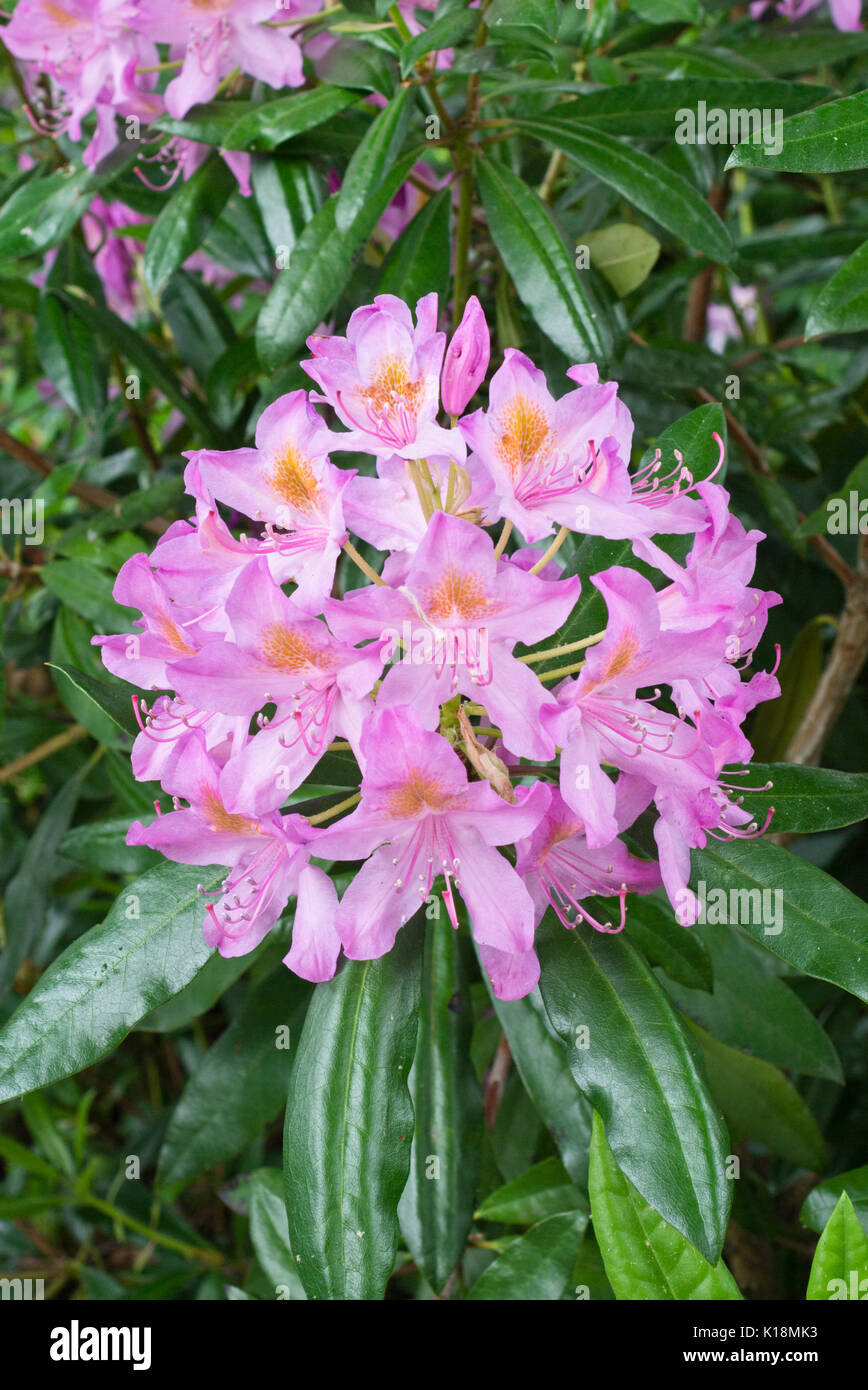 Pontic rhododendron (Rhododendron ponticum Stock Photo - Alamy