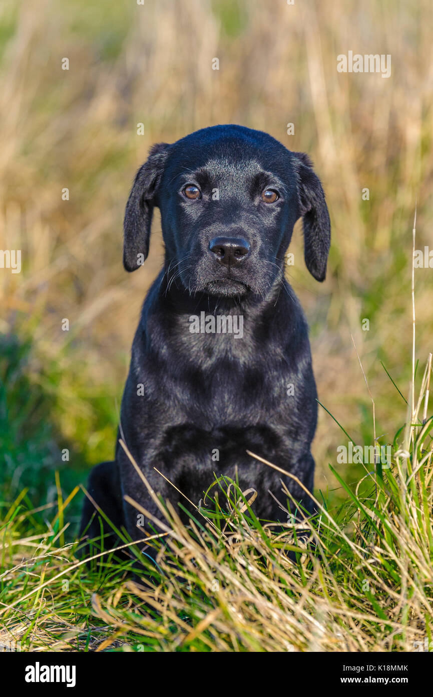 Young, ten week old, Black Labrador puppy sat in agreass field on one ...