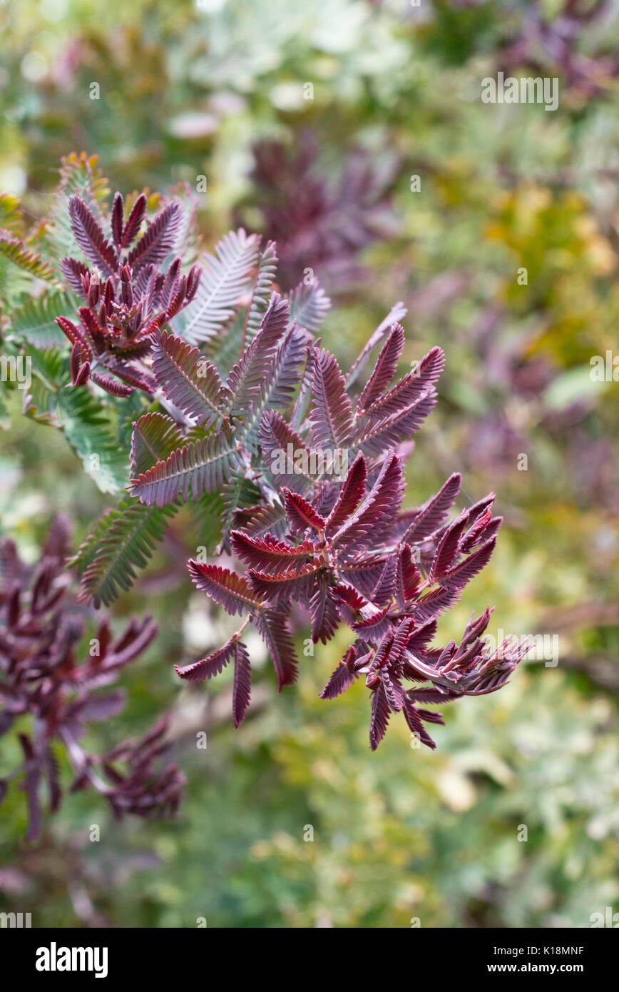 Bailey's wattle (Acacia baileyana Stock Photo - Alamy