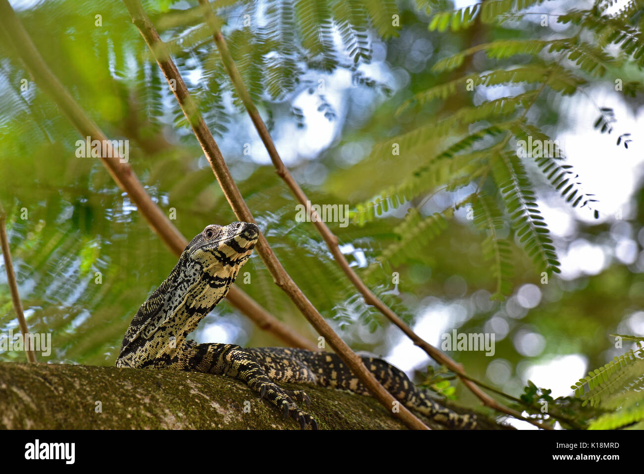 Australian monitor lizards hi-res stock photography and images - Alamy