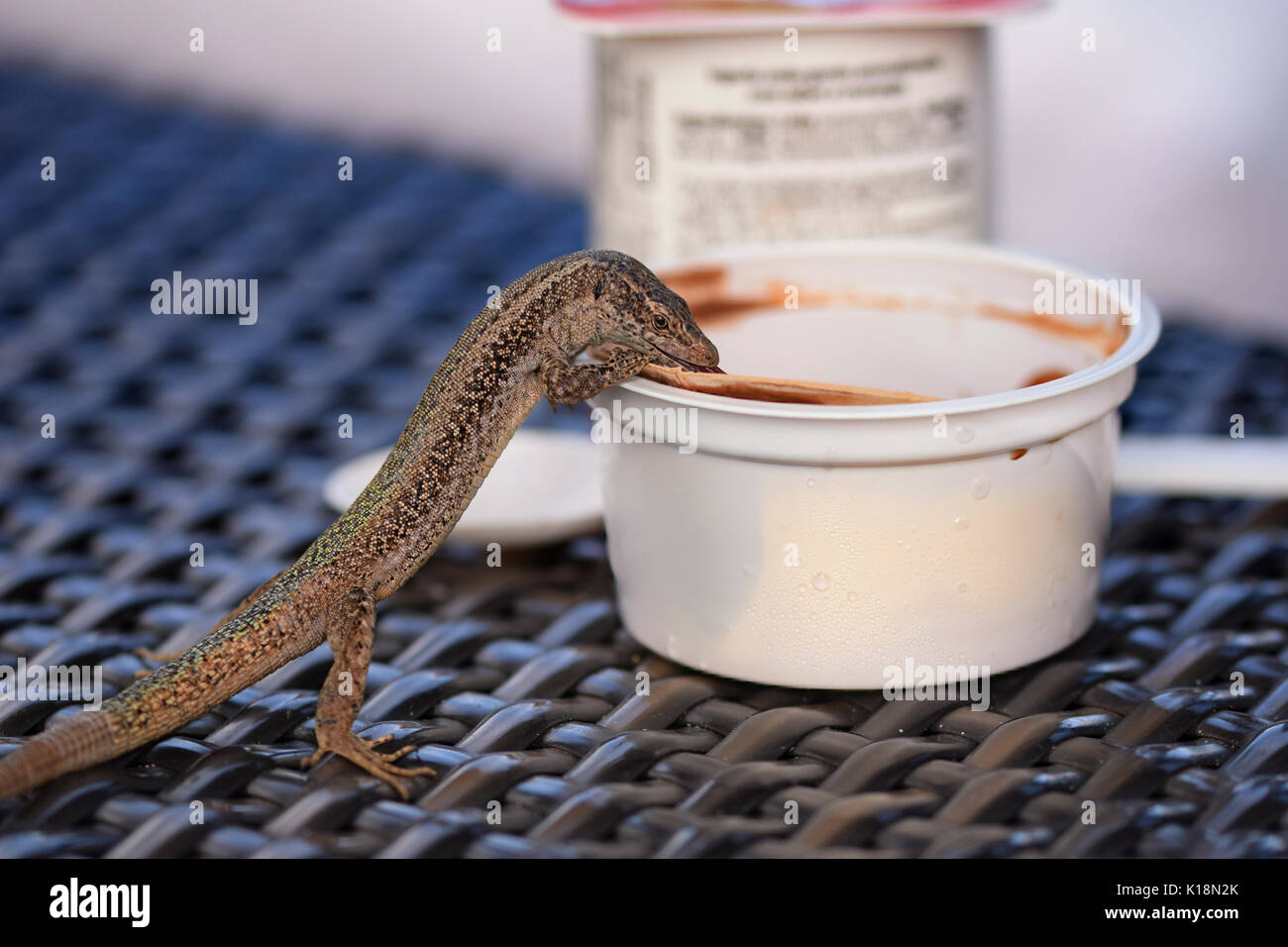 Lizard investigating an empty tub of chocolate ice cream Stock Photo ...