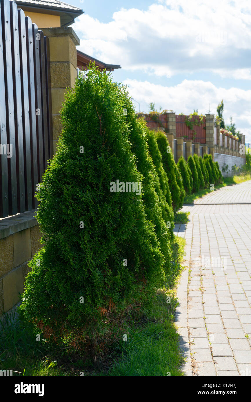 Tui branches hi-res stock photography and images - Alamy