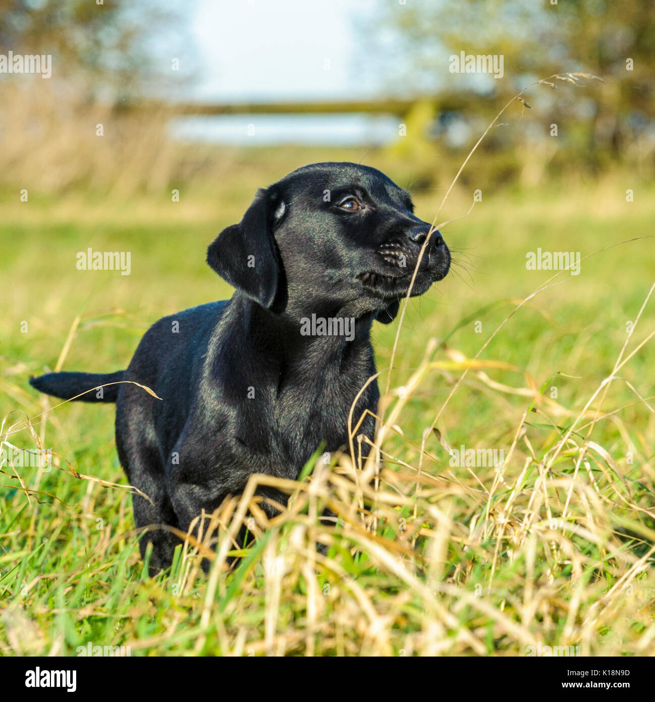 Old lab and young lab hi-res stock photography and images - Alamy
