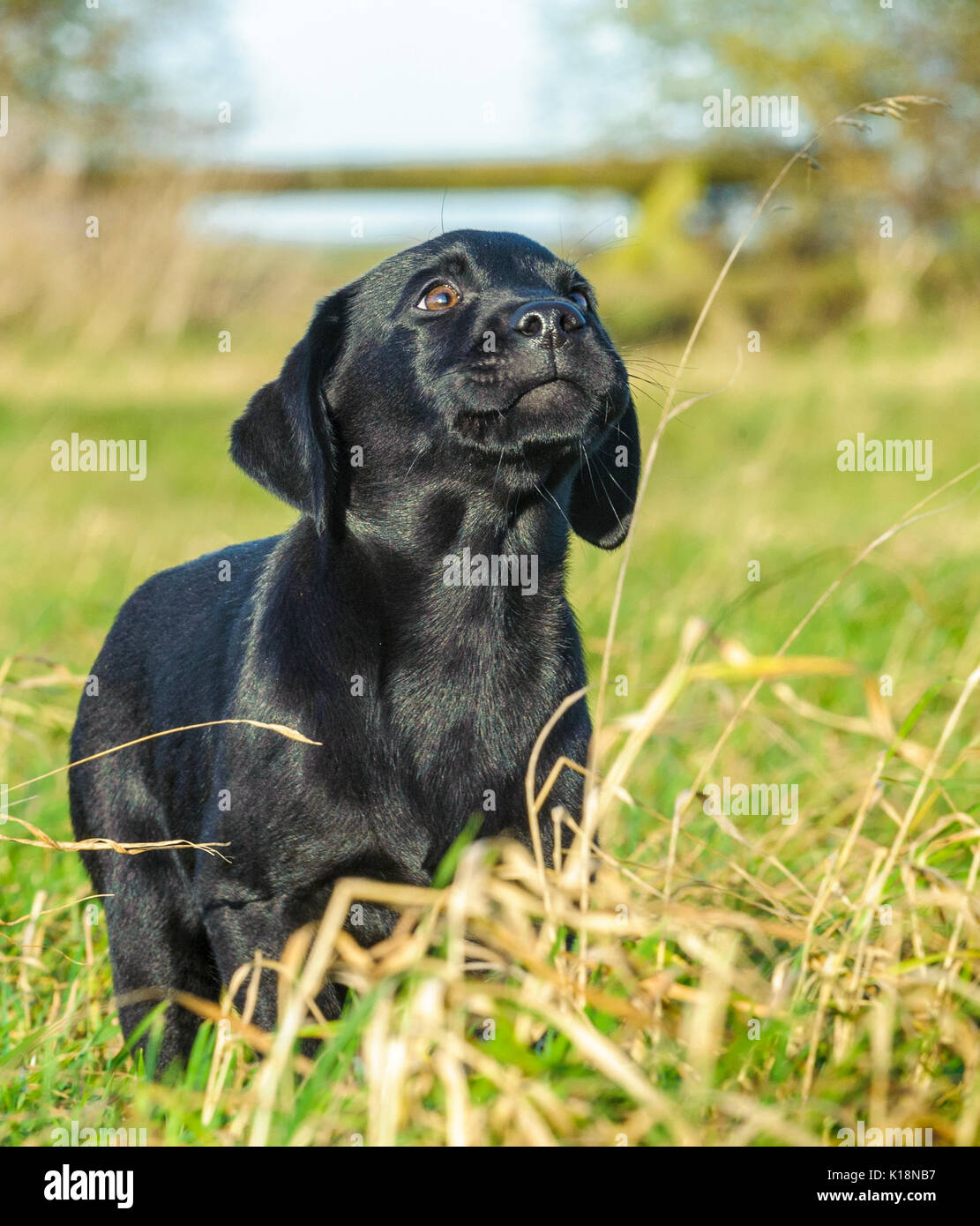 Old lab and young lab hi-res stock photography and images - Alamy