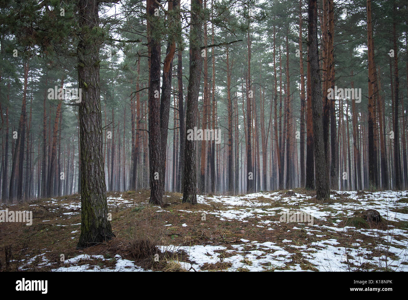 Misty pine tree forest in winter. Strong and healthy tree trunks. Grey ...
