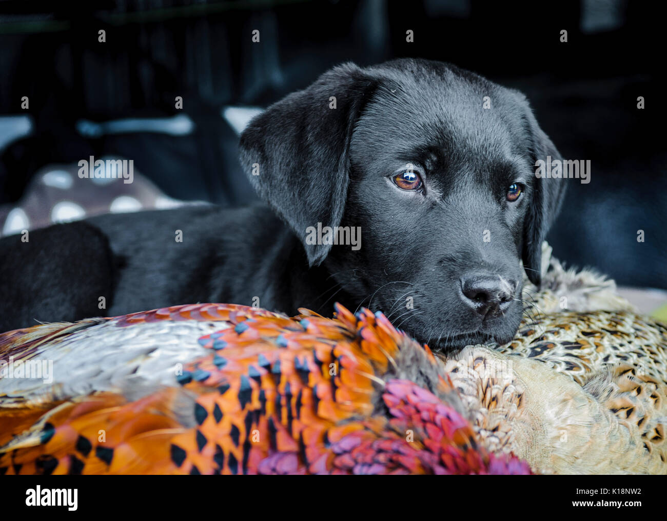 Young, ten week old, Black Labrador puppy on one his first outings sat ...