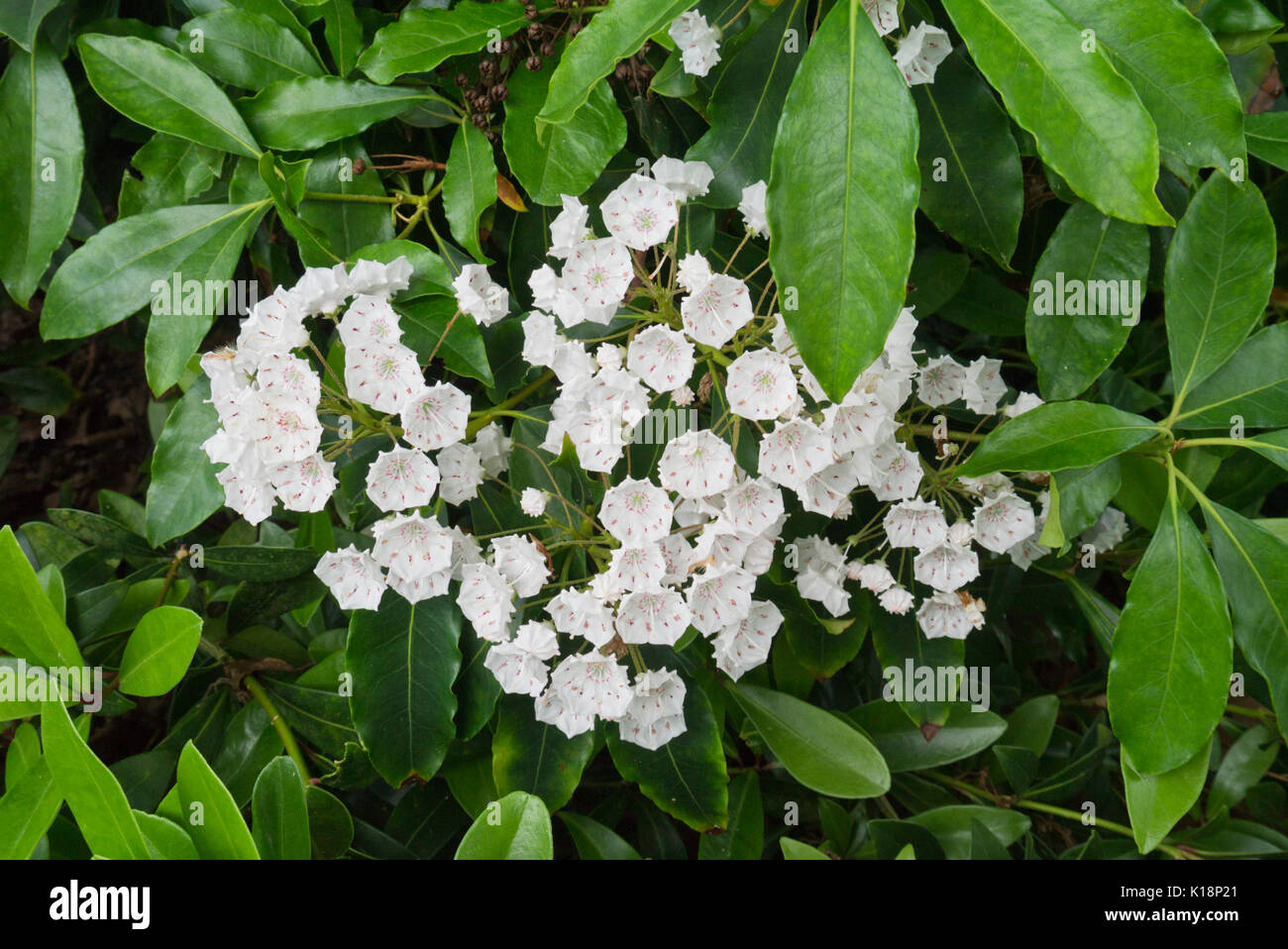Mountain laurel (Kalmia latifolia Stock Photo - Alamy