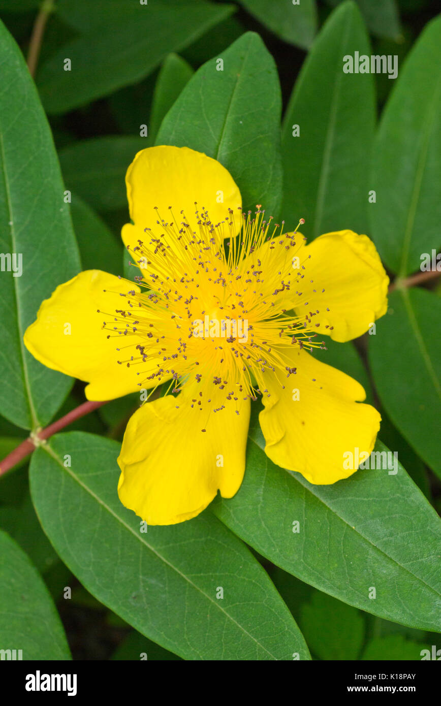 Great St. John's wort (Hypericum calycinum Stock Photo - Alamy