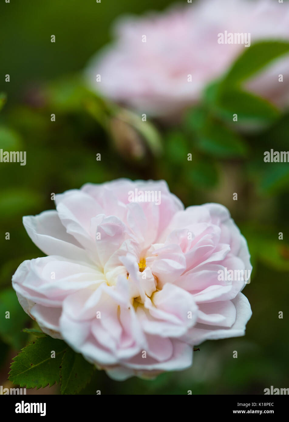 Open flower of pink rose Stock Photo - Alamy