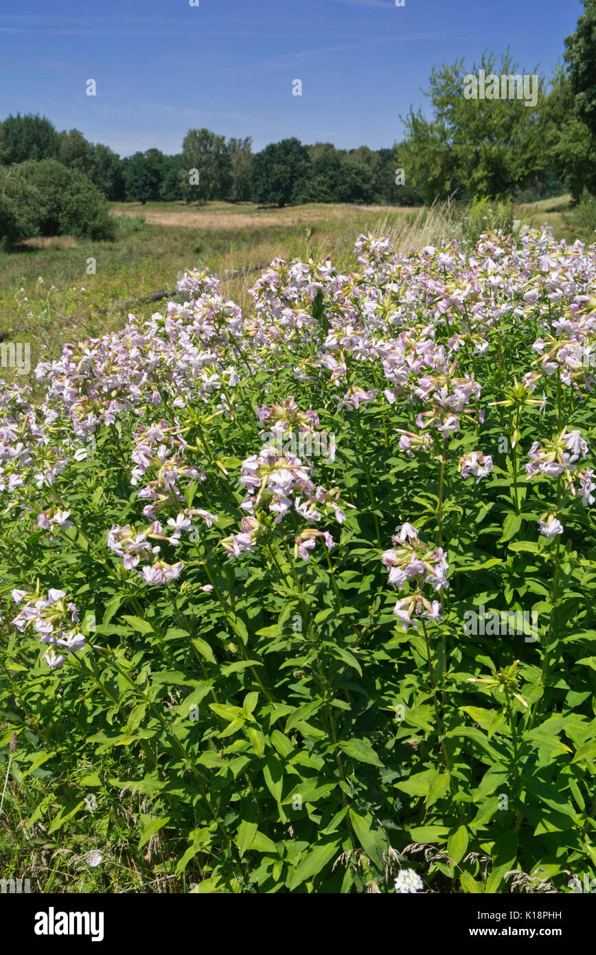 Common soapwort (Saponaria officinalis Stock Photo - Alamy